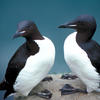 Thick-billed Murre | Audubon Field Guide