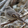 Townsend's Solitaire | Audubon Field Guide