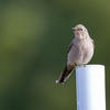 Townsend's Solitaire | Audubon Field Guide
