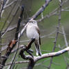 Townsend's Solitaire | Audubon Field Guide