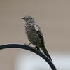 Townsend's Solitaire | Audubon Field Guide
