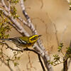 Townsend's Warbler | Audubon Field Guide