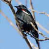 Tricolored Blackbird | Audubon Field Guide