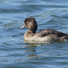 Tufted Duck | Audubon Field Guide
