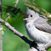 Tufted Titmouse | Audubon Field Guide