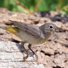 Virginia's Warbler | Audubon Field Guide