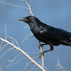 American Crow | Audubon Field Guide