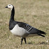 Barnacle Goose | Audubon Field Guide