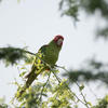 Red-masked Parakeet | Audubon Field Guide