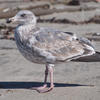 Western Gull | Audubon Field Guide