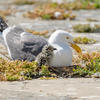 Western Gull | Audubon Field Guide
