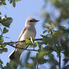 Western Kingbird | Audubon Field Guide