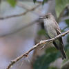 Western Wood-Pewee | Audubon Field Guide