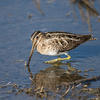Wilson's Snipe | Audubon Field Guide