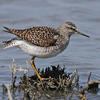 Wood Sandpiper | Audubon Field Guide