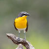 Yellow-breasted Chat | Audubon Field Guide