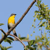 Yellow-breasted Chat | Audubon Field Guide