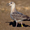 Yellow-legged Gull | Audubon Field Guide