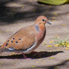 Zenaida Dove | Audubon Field Guide