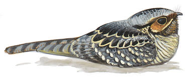 Tapacaminos Cuerporruín Norteño | Guía de Aves