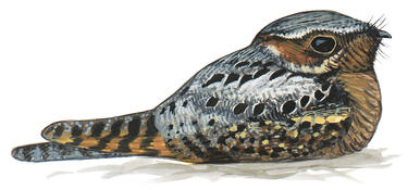 Tapacaminos Cuerporruín Norteño | Guía de Aves