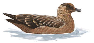 What Is a Seahawk, Anyway? | Audubon