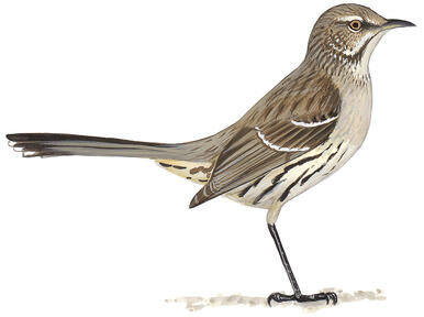 10 Fun Facts About the Northern Mockingbird | Audubon