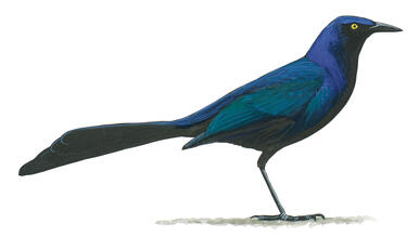 Common Grackle | Audubon Field Guide
