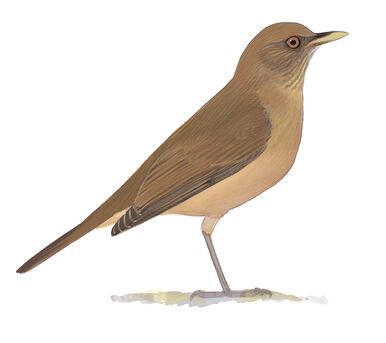 Mirlo Primavera | Guía de Aves