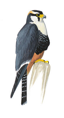 Halcón Mexicano | Guía de Aves