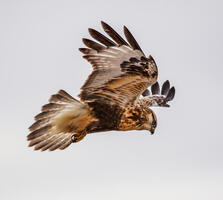 Katmai National Park and Preserve | Audubon