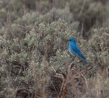 Badlands National Park | Audubon