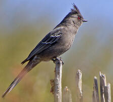 Joshua Tree National Park | Audubon