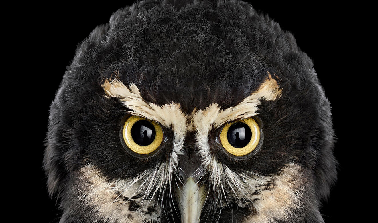 Staring Contest | Audubon