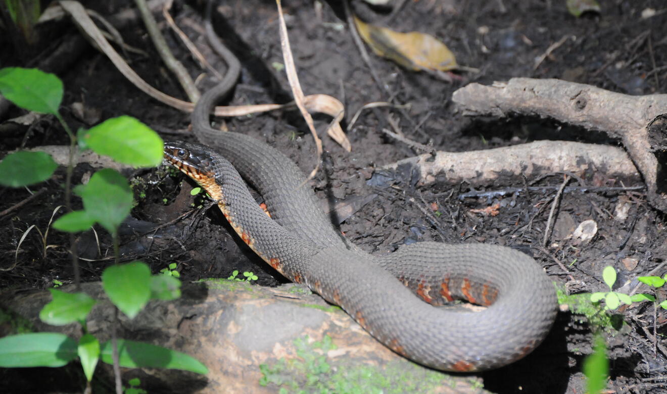Banded Water Snake | Audubon