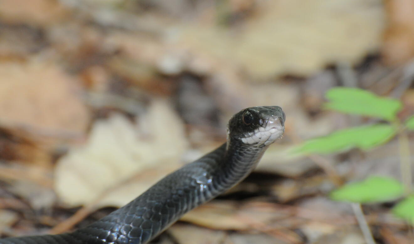 Southern Black Racer | Audubon