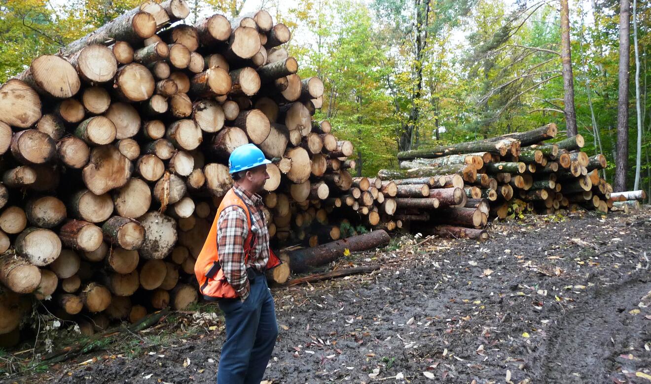 Silviculture with Birds in Mind Demonstration Project | Audubon