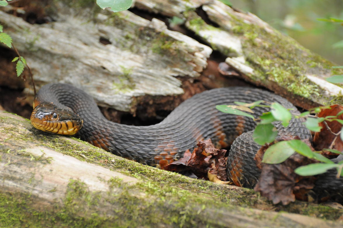 Banded Water Snake | Audubon
