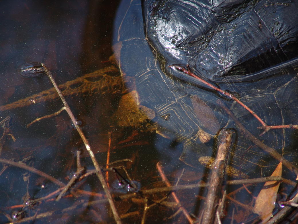 Turtle Leech | Audubon