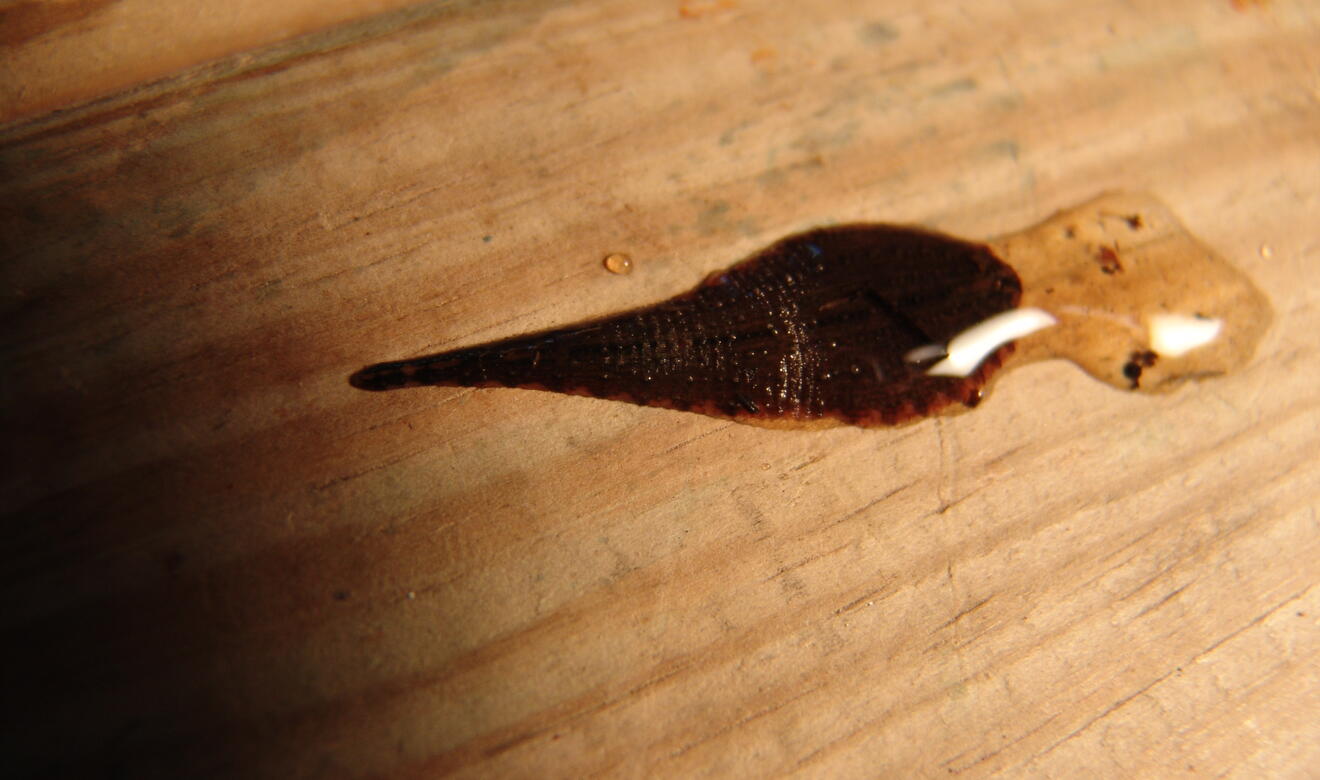 Turtle Leech | Audubon