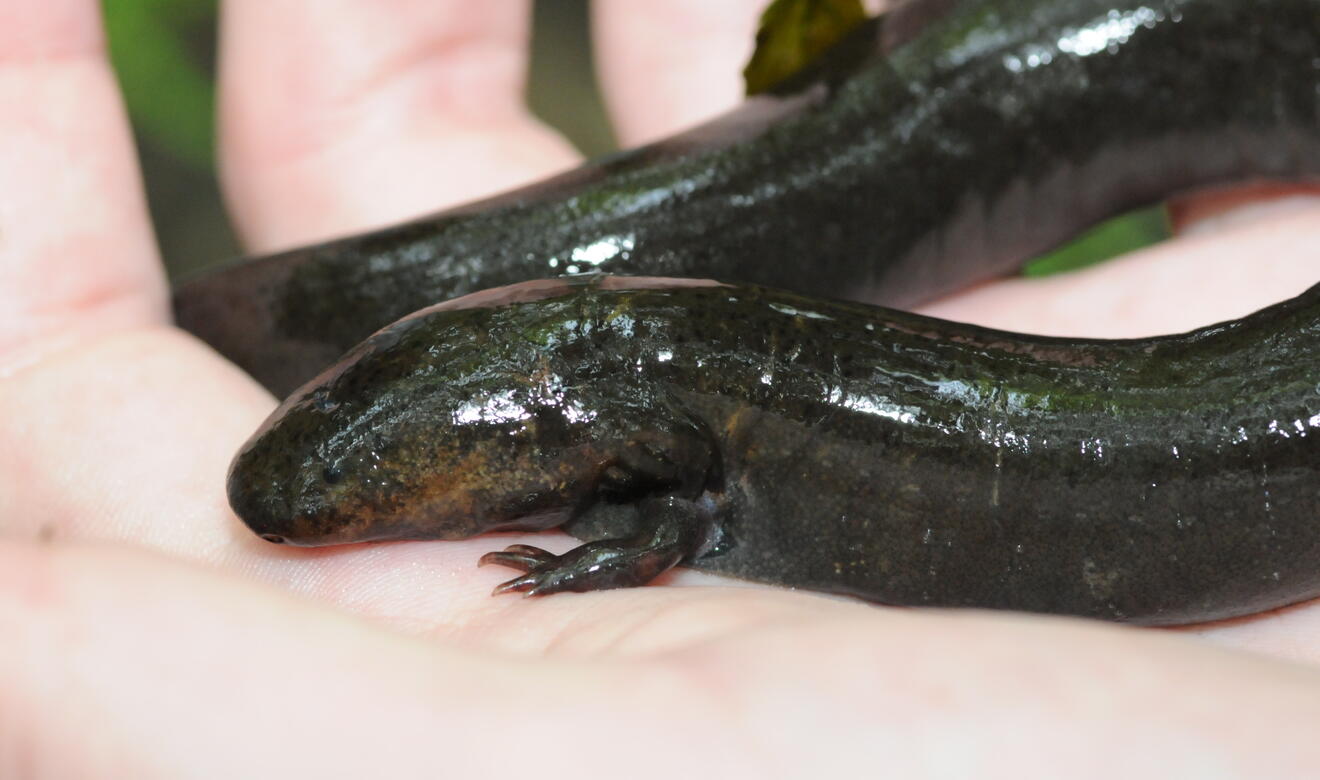 Eastern Lesser Siren | Audubon