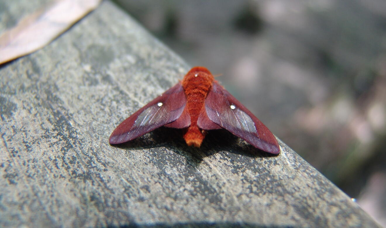 Pink-striped Oakworm Moth | Audubon