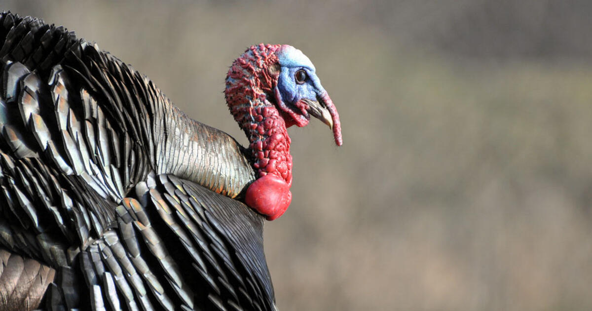 What Are Wattles For? | Audubon