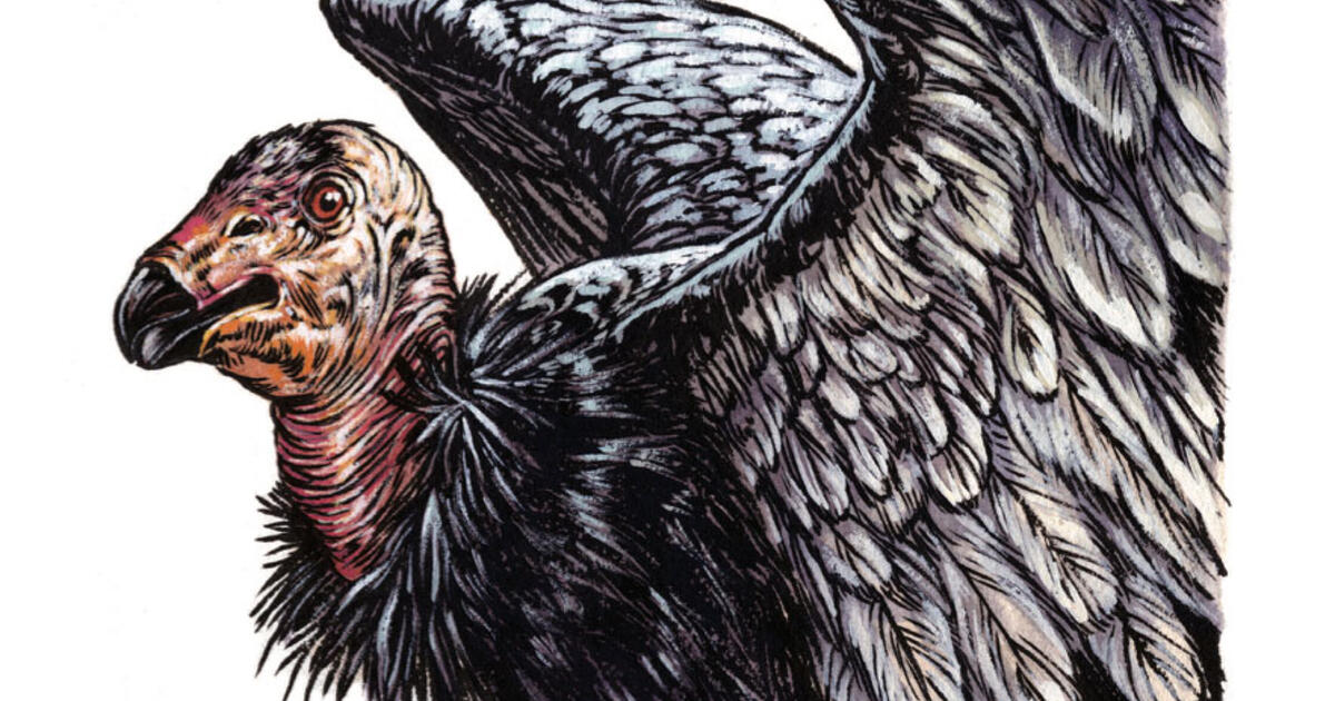 The California Condor's Best Shot at Survival | Audubon