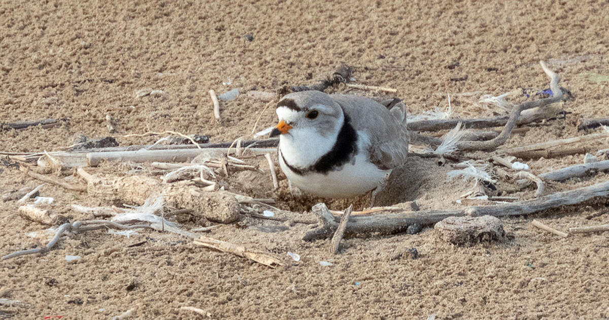 Piping Plovers Nest in Chicago for the First Time in Over Half a ...