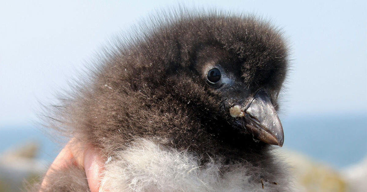 Why Maine's Baby Puffins Are Growing So Slowly This Year | Audubon
