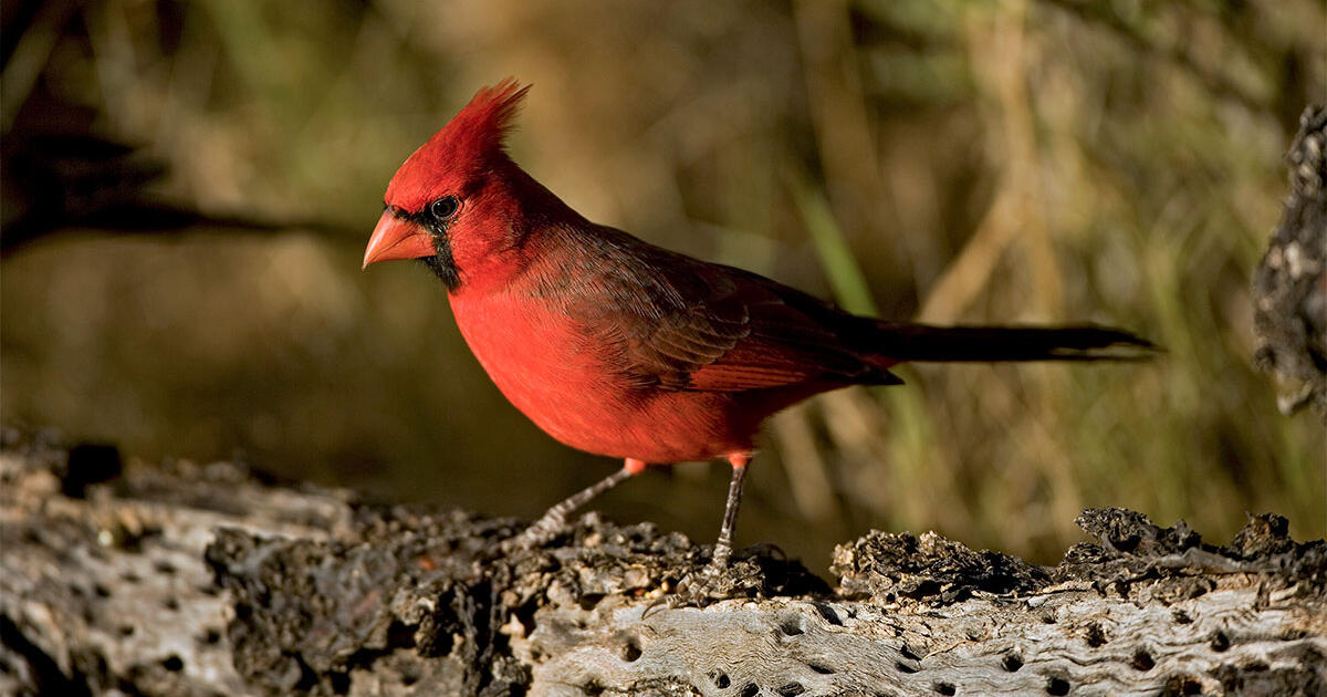 How Well Do We Really Know Cardinals? | Audubon