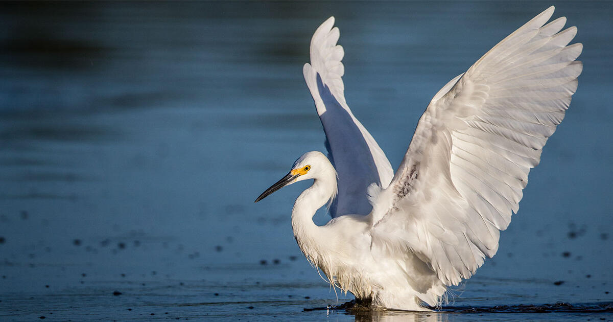 Distinguished Group of Senators Stands Up in Defense of Key Bird Law ...