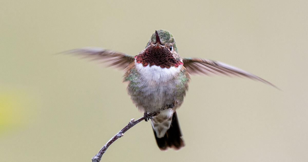 Hummingbird Hearts Beat 10 Times Faster Than Yours | Audubon