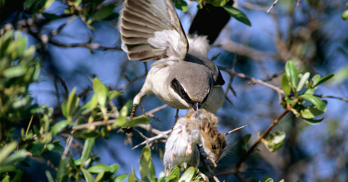 Shrikes Have an Absolutely Brutal Way of Killing Large Prey | Audubon